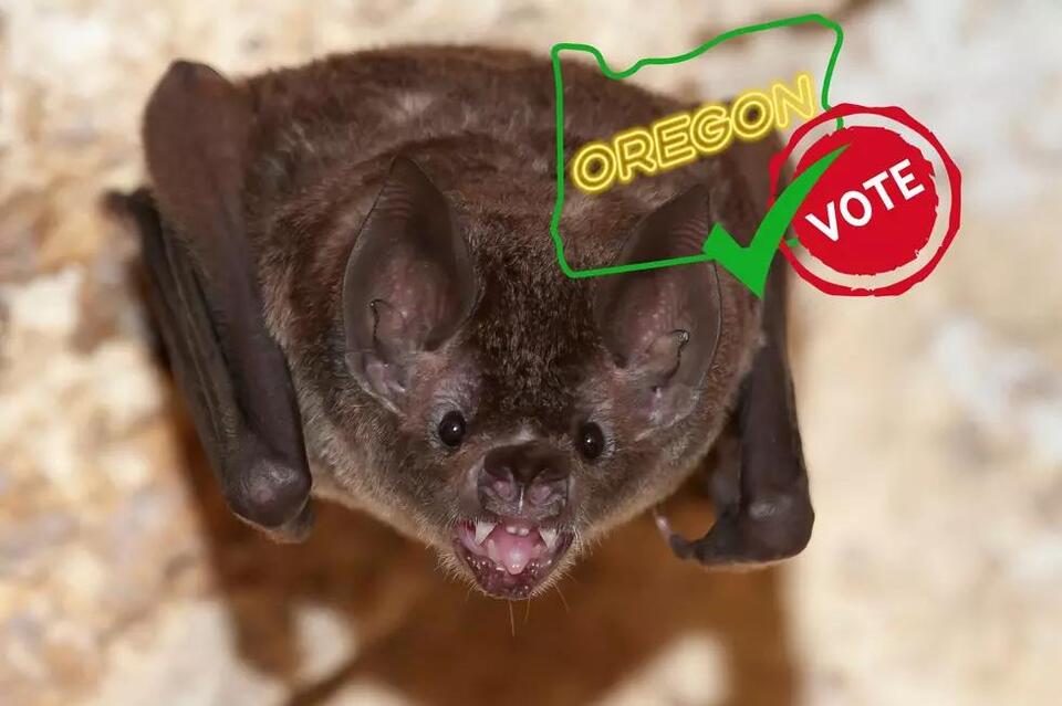 Oregon Bats Compete for “Three-Peat Win” in Yearly Beauty Contest ...
