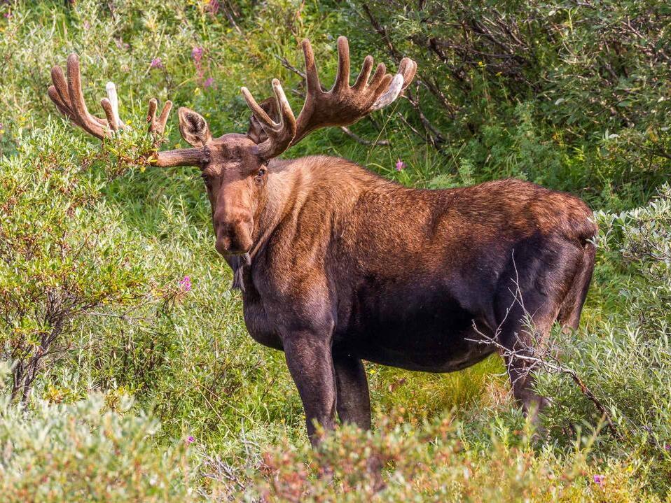 Discover Just How Fast a Moose Can Run: Top Speeds and 8 Interesting Facts!