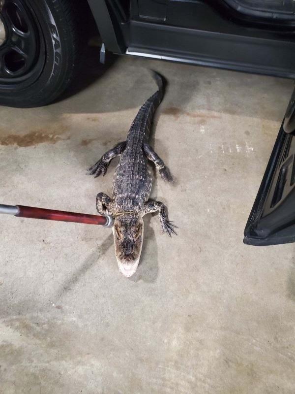 Look: Alligator captured after two weeks on the loose in New Jersey ...