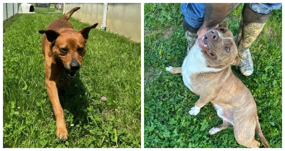 Friends of the Highland County Dog Pound lists available dogs and ...