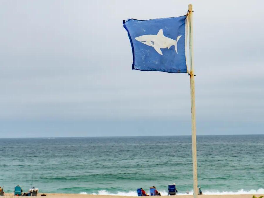 Great white sharks spotted off multiple Cape Cod beaches ahead of 4th of July weekend