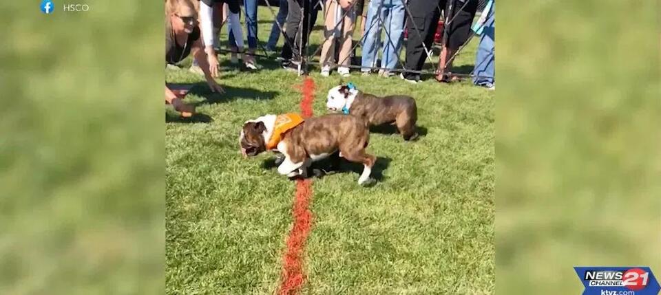 A paws-itively wonderful time was had by all at this year’s Great Bark ...