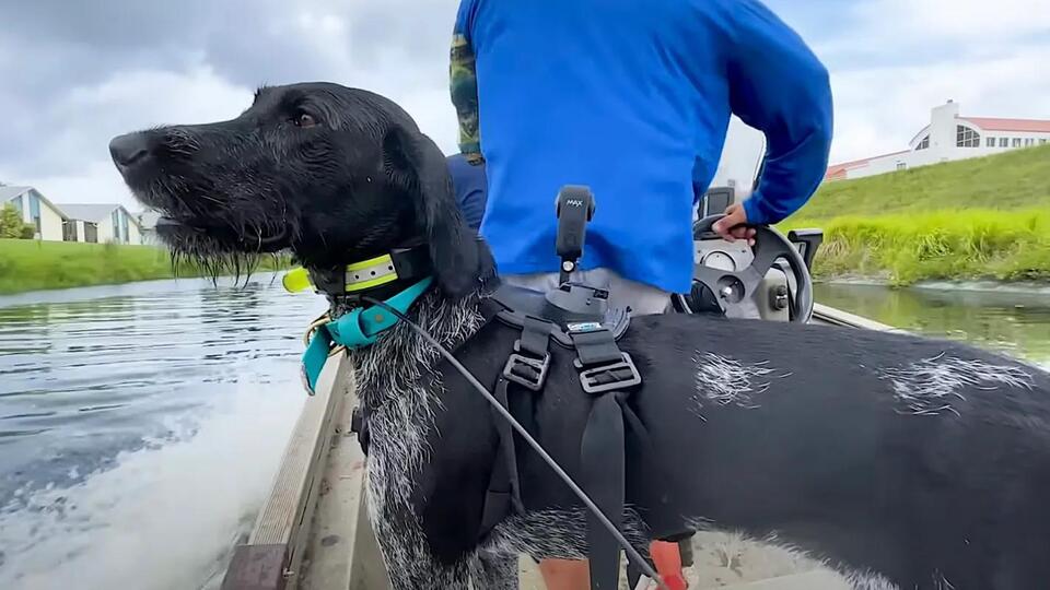 Pet owner finds remarkable talent in dog to help eradicate widespread ...