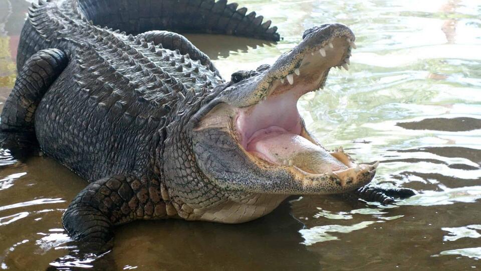 Watch This Larger-Than-Life Alligator Gulp Down an Entire Turtle… Shell ...