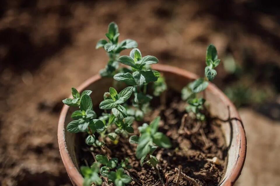 Why You Should Never Plant Mint Directly in the Ground (and What to Do ...