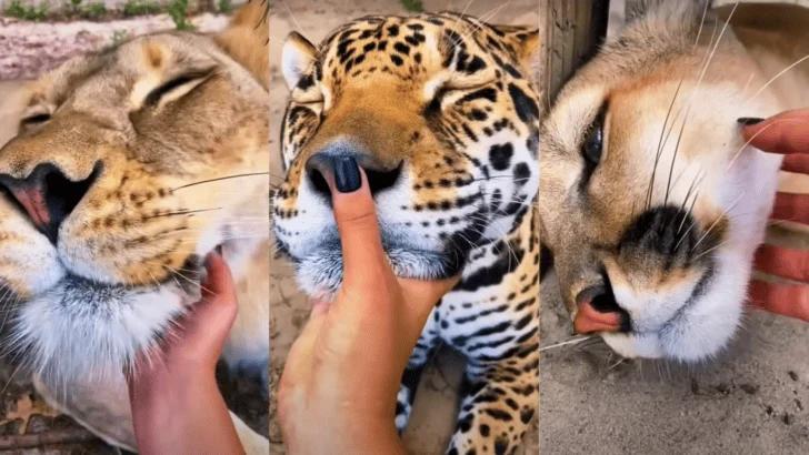 8 Big Cats You Can Find Around the World - NewsBreak