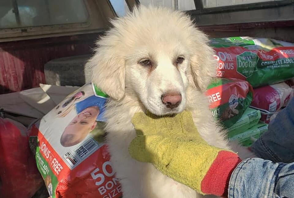 Puppy mill update: Five Iowa breeders cited for violations - NewsBreak