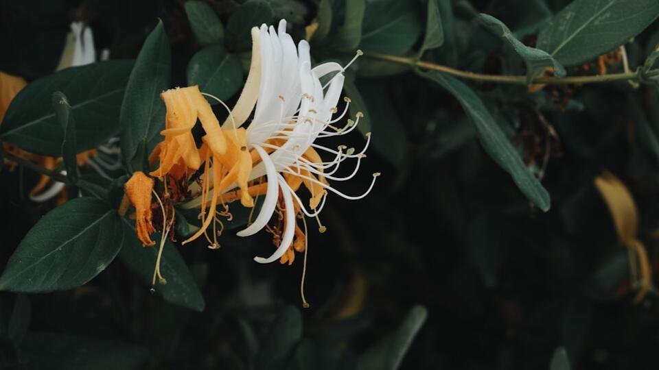 Georgia's Forests at Risk: Invasive Plant Species Threaten Biodiversity ...