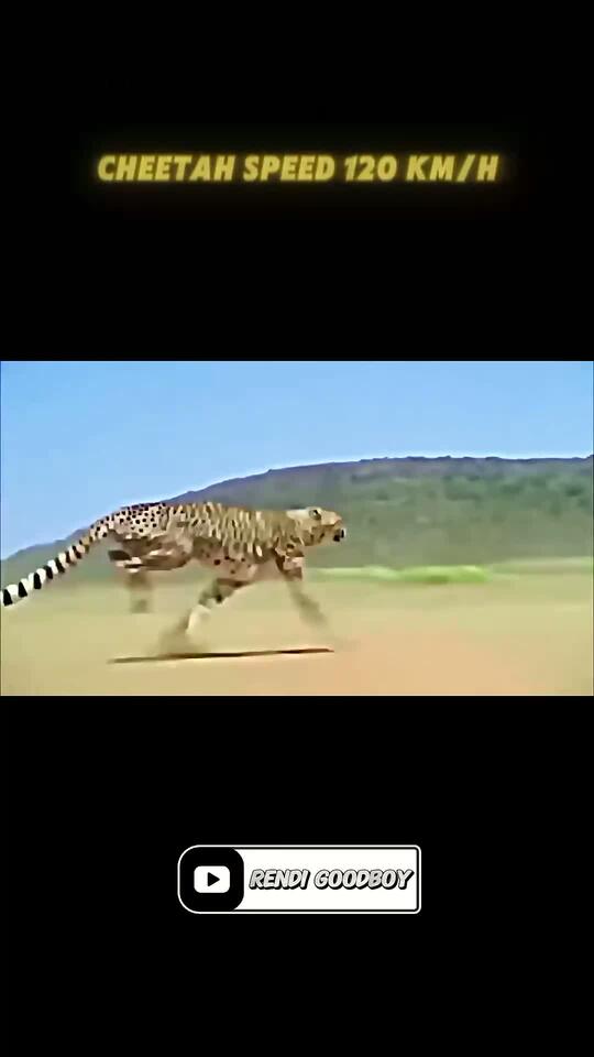fastest animal in the world trending animals peregrinefalcon cheetah ...