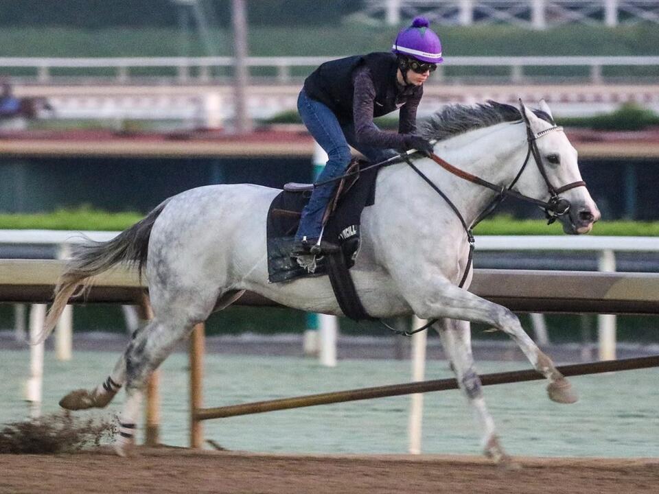 White Abarrio Still Recovering, Will Miss John A. Nerud Stakes