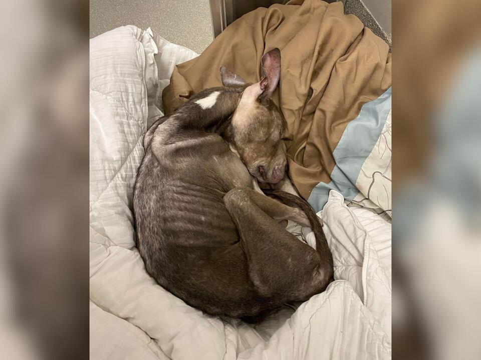 7-Year-Old Dog Found Starved And Barely Clinging Onto Life On The ...