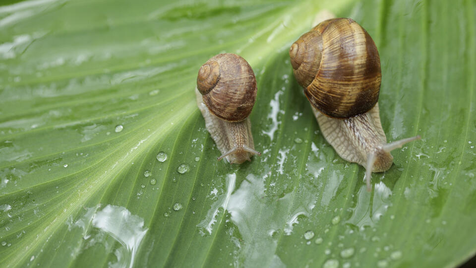 The Key To Preventing Snails From Invading Your Garden - NewsBreak