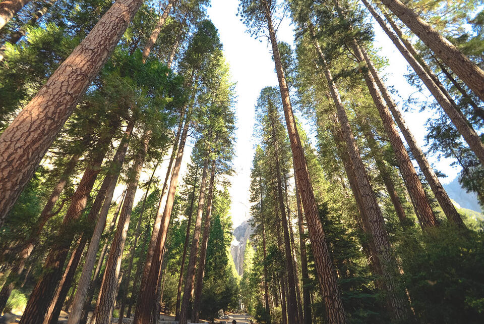 The Lost Ecosystems of Ancient Earth: What Prehistoric Forests Were ...