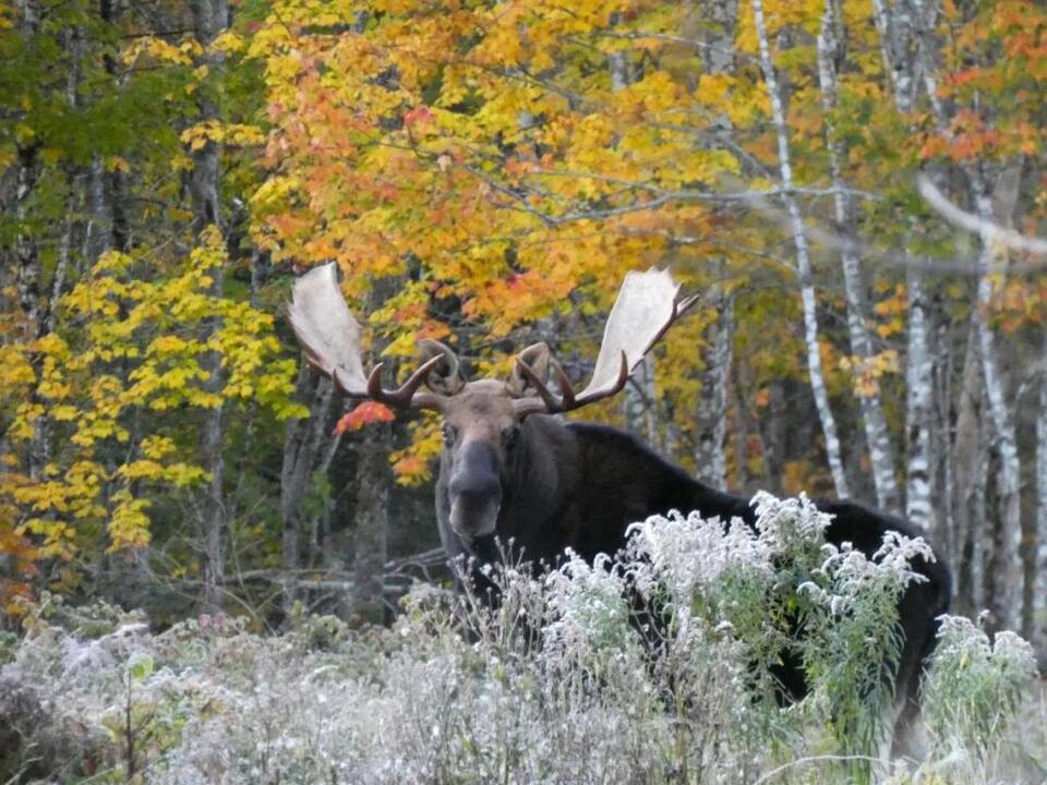 More than 72,000 applied for a Maine moose permit by Wednesday’s ...
