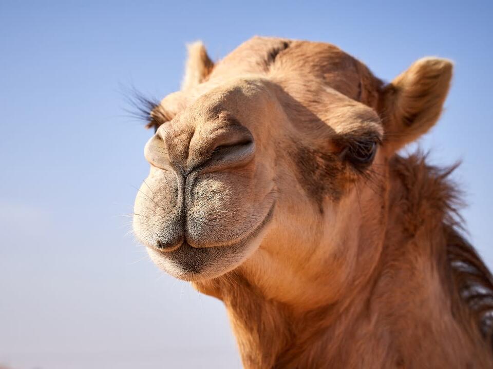 Cedar Point Visitors Freaked Out After Camel Escapes in Viral Video