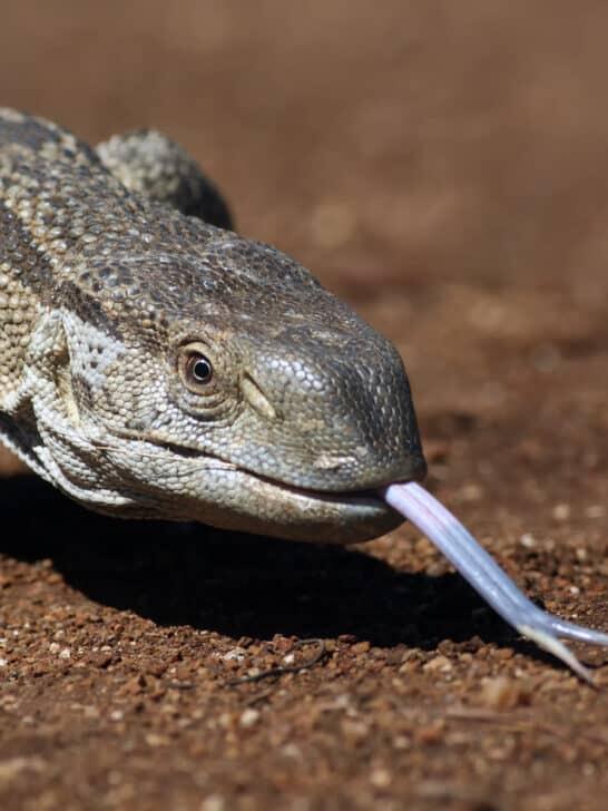 Sumatran Tiger vs. Nile Monitor - NewsBreak