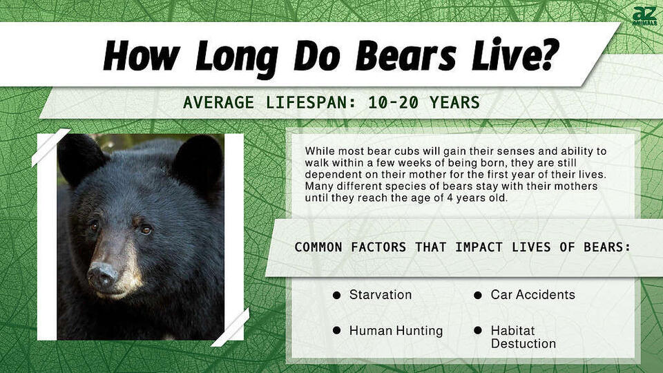 Bear Lifespan: How Long Do Bears Live? - NewsBreak