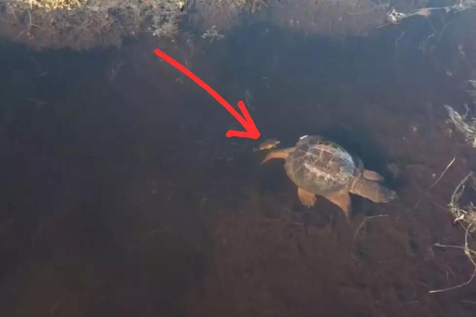 The Surprising Animal That New York Snapping Turtles Love - NewsBreak