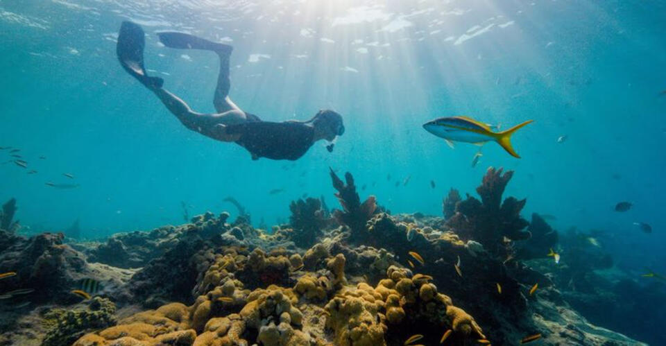 Swim With Tropical Fish At This Florida Barrier Reef, America’s Only ...