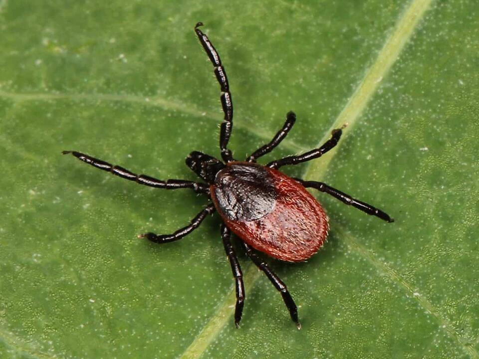 Why Ticks Are Thriving In Places They ve Never Been Before NewsBreak