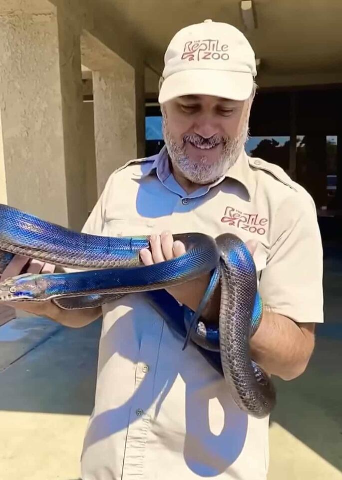 The Shimmering Rainbow Python That Took the Internet by Storm - NewsBreak