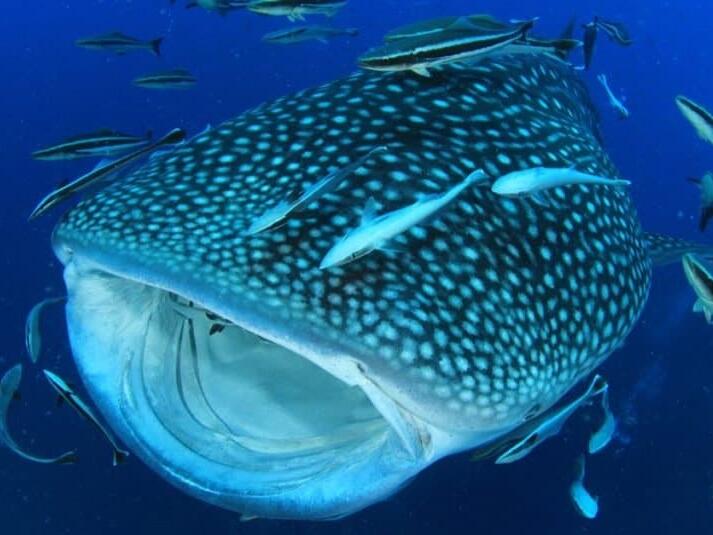 The 10 Most Harmless Sharks in the World