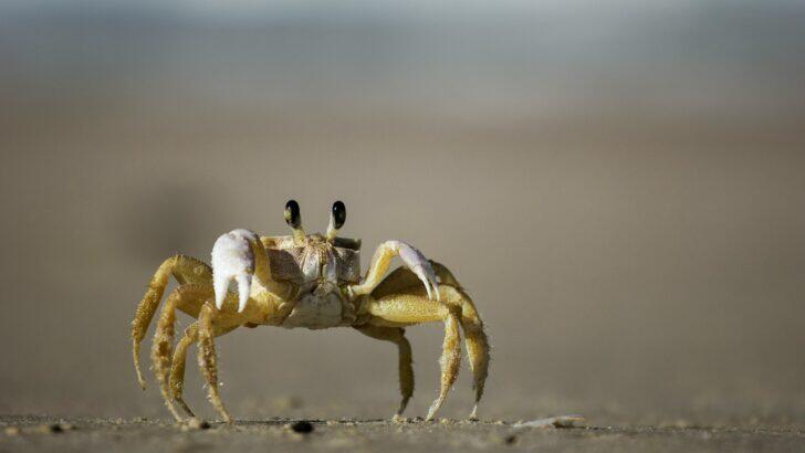 16 Creatures That Thrive in Complete Darkness - NewsBreak