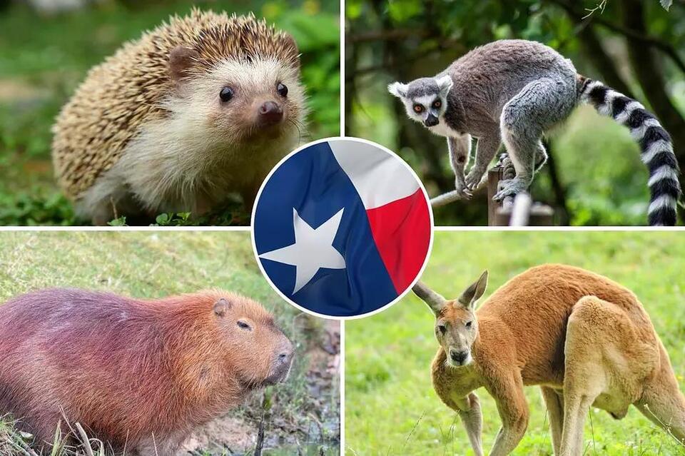 Unleash the Wild: 6 Exotic Animals That Are Legal to Own in Texas ...