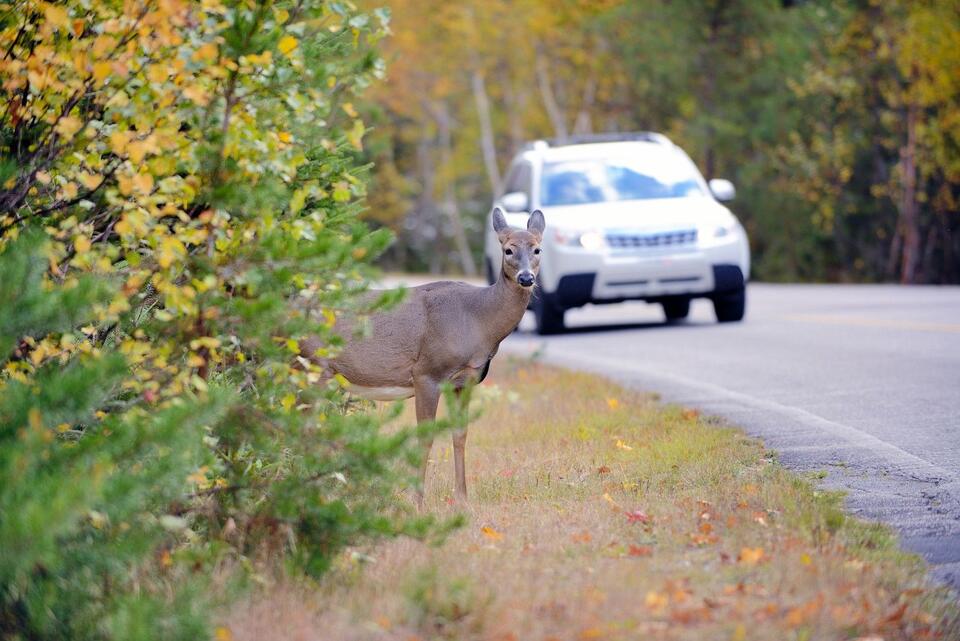 Hunters Against Hunger Providing Meat To MT Food Banks - NewsBreak