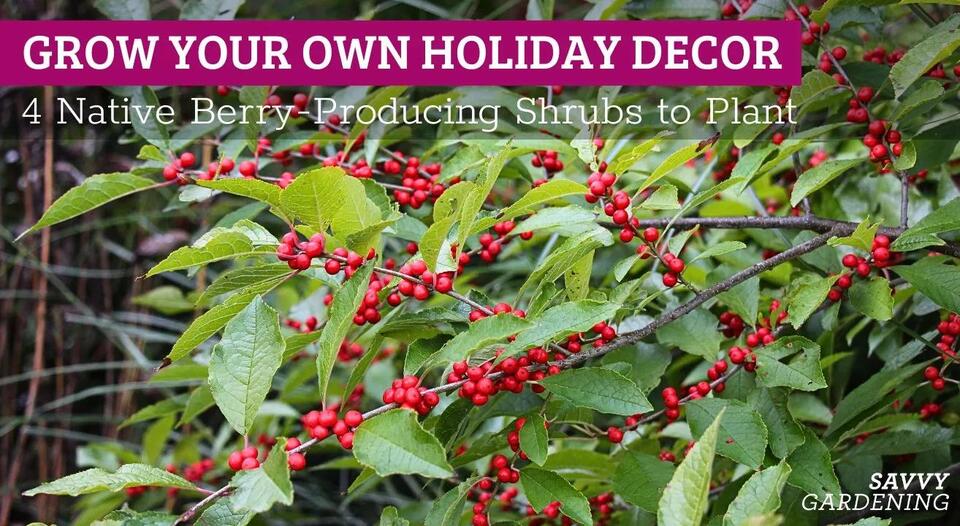 Grow your own holiday decor: 4 native berry-producing shrubs you need ...