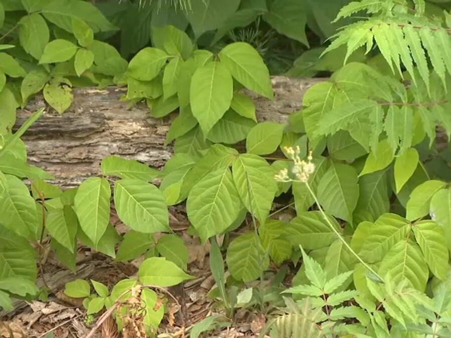 Getting rid of poison ivy is a serious matter. What you should and ...