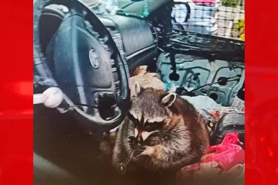 Raccoon Named Chewy Found With Meth Pipe Following Traffic Stop in Ohio ...