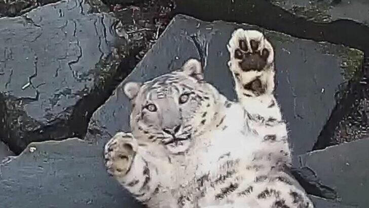 Snow Leopard Get Surprised by Camera - NewsBreak