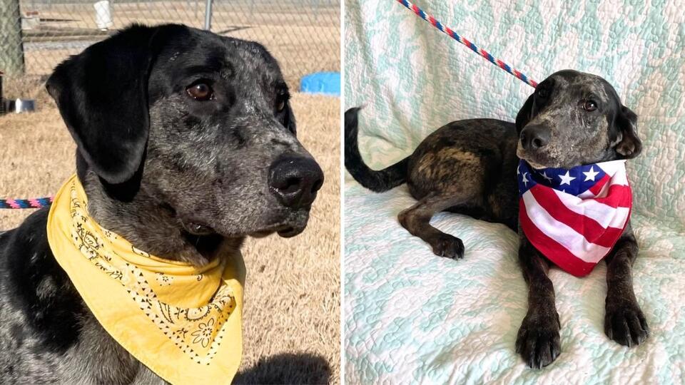 Loving Young Dog Who "Has Been Through So Much" is Hoping to Finally ...