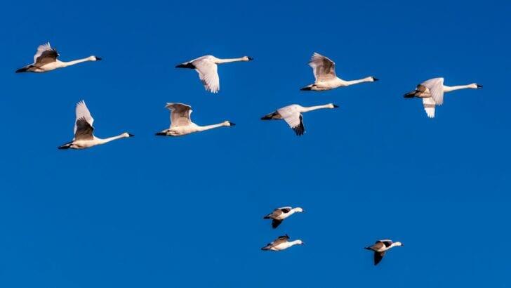 The Science Behind Animal Homing Instincts - NewsBreak