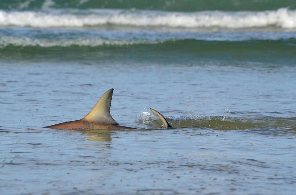 8-year-old boy hospitalized with severe injuries after shark attack off ...