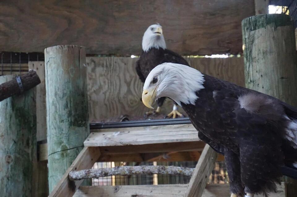 Eagle Encounters featured on July 4 at Peace River Wildlife Center ...