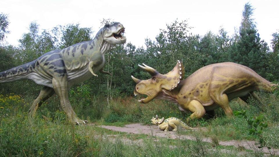 The Main Differences Between a Triceratops vs T-Rex - NewsBreak