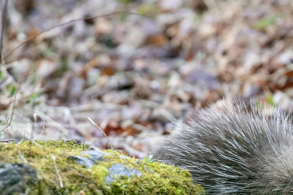 Video shows man suffering instant consequences after pestering wild ...
