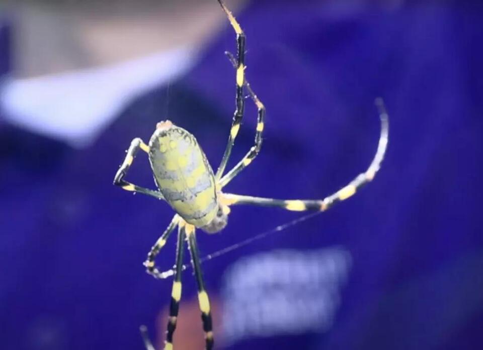 Scientists Say “It’s a Matter of When” These Giant Invasive Spiders Are ...