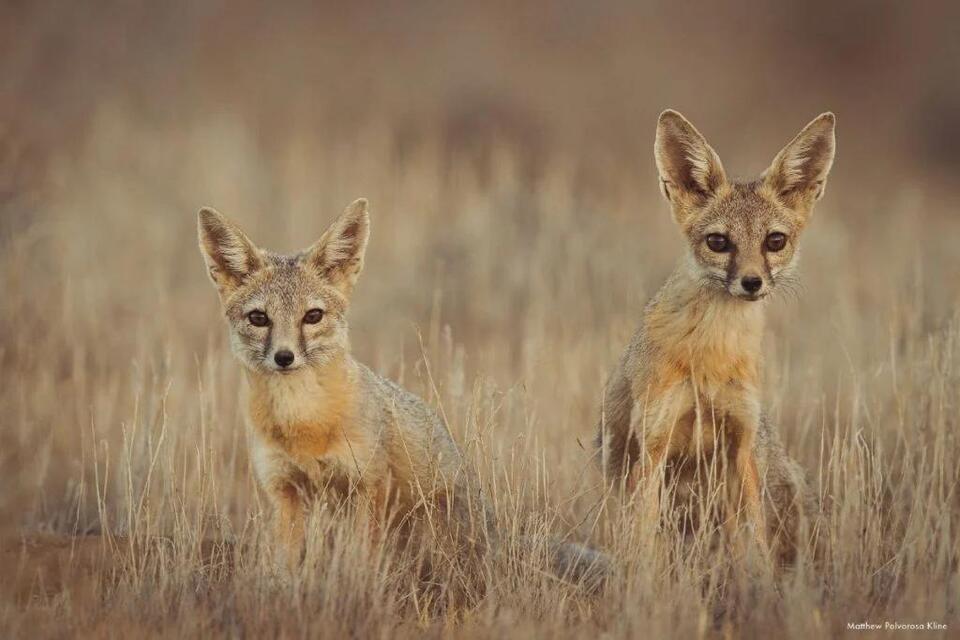 David Attenborough Narrates New Powerful PBS Series on Animal ...