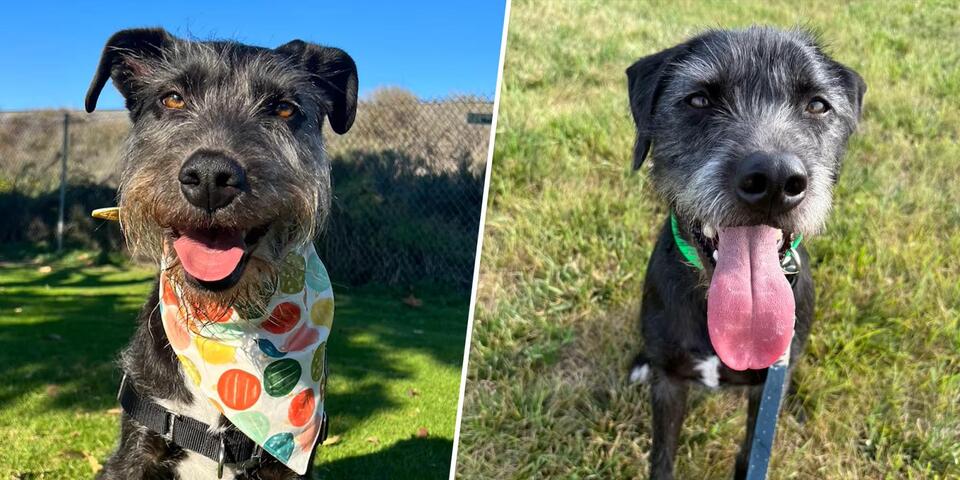 Woman's Dog Named Murphy Dies From Cancer. A Week Later, She Finds ...