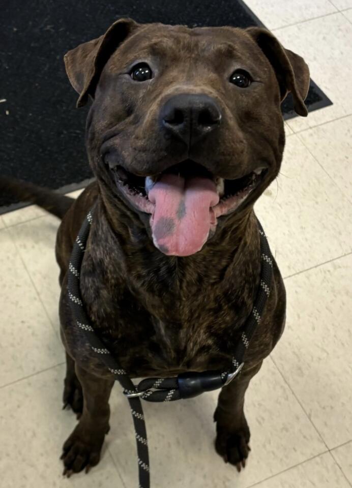These Canton, OH based Dogs are the latest up for adoption and in need ...