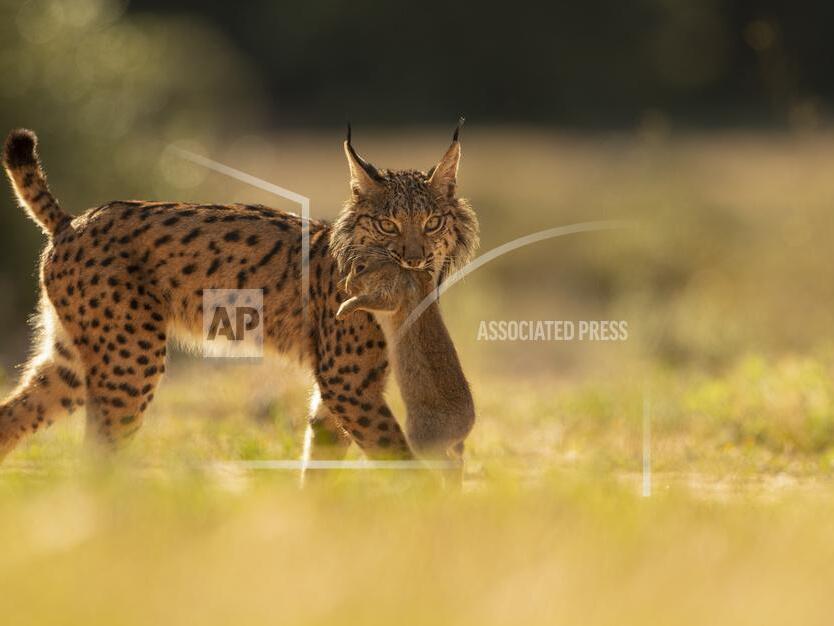 The Iberian lynx is back from the brink of extinction, thanks to ...