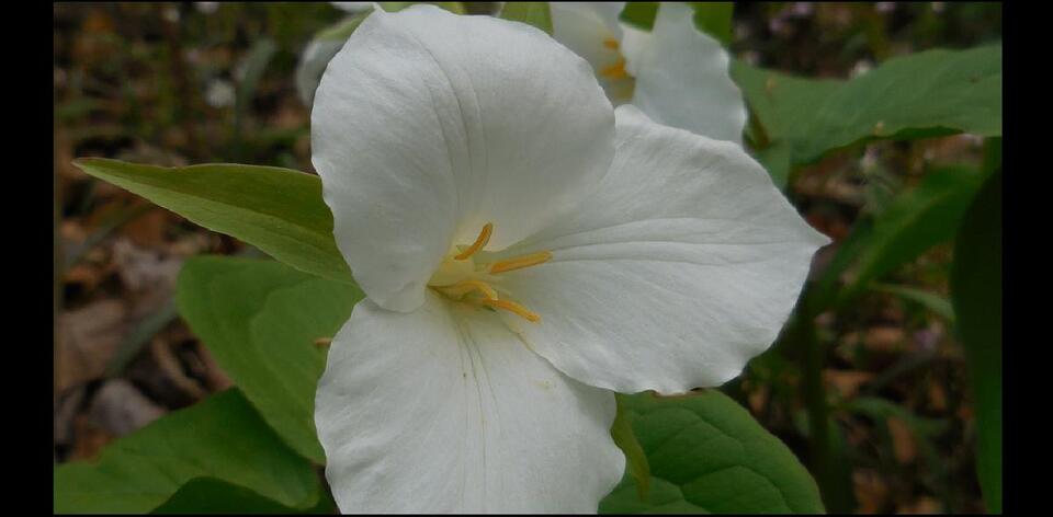 Spring Wildflower Hike at Kuffner Nature Preserve - NewsBreak