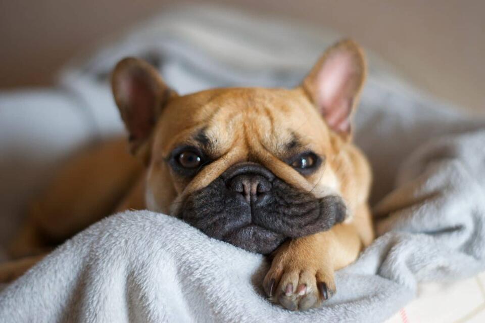 13 Calm And Caring Dog Breeds Perfect For Families Who Love To Relax ...