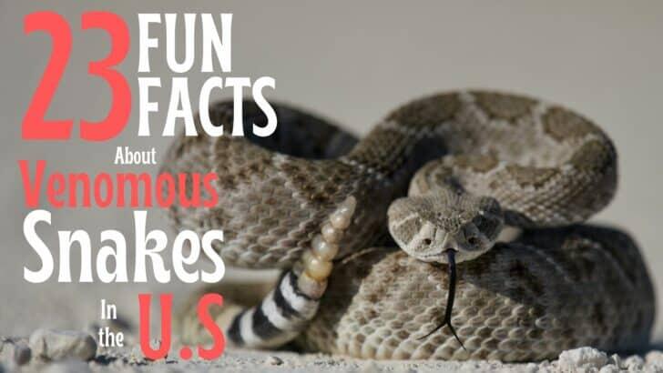 23 Fun Facts About Venomous Snakes in the U.S. That you Probably Didn’t ...
