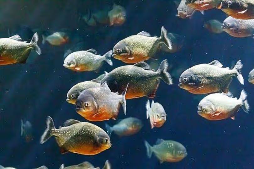 Piranhas maul more than 40 swimmers including children in massive ...