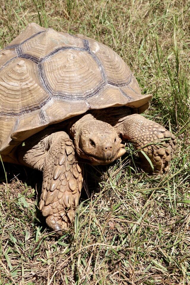 Noah's Ark Animal Sanctuary adds animals, opens new tortoise habitat ...