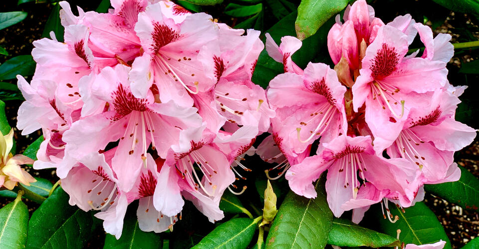 These 7 Plants Grow Better Than Hydrangeas In Oregon - NewsBreak